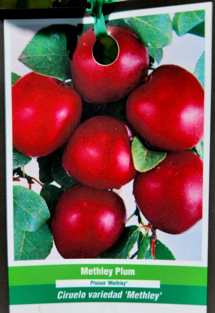 Methley Plum Tree (Prunus salicina 'Methley Premier') - Local Boy Nursery