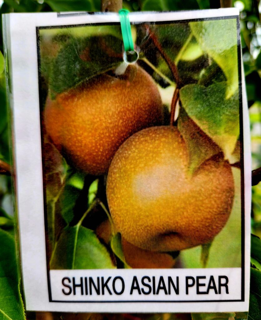 Shinko Asian Pear Tree (Pyrus pyrifolia 'Shinko') - Local Boy Nursery