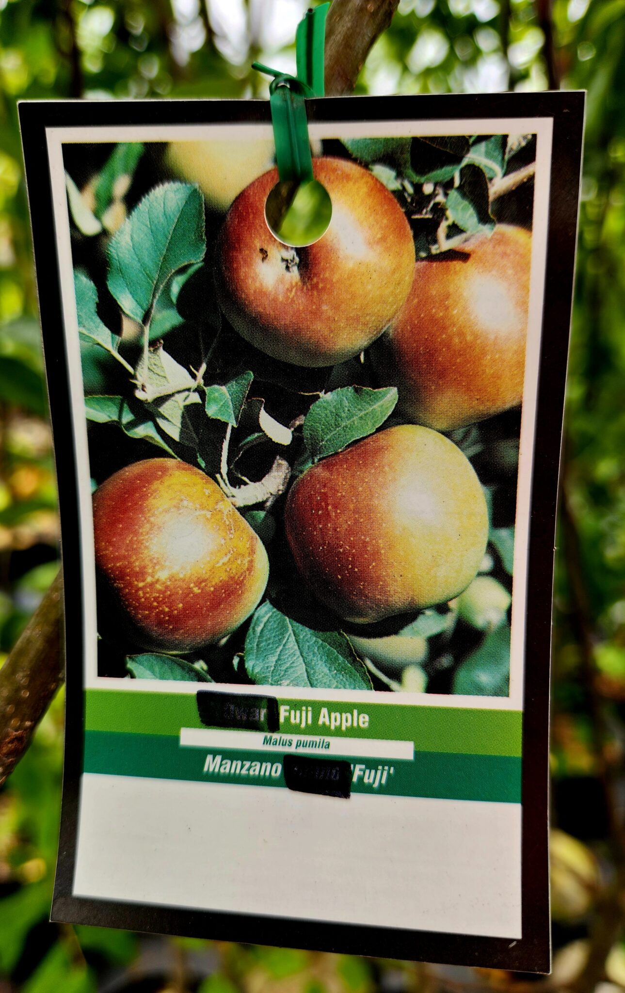 Fuji Apple Tree (Malus domestica 'Fuji') - Local Boy Nursery